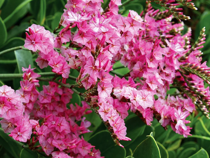 Statice Meaning & Symbolism | FlowersLuxe | FlowersLuxe