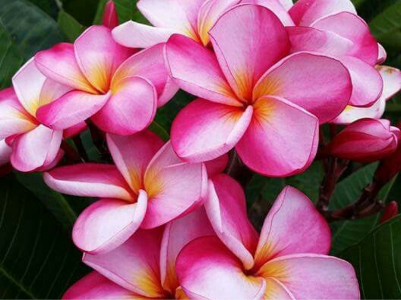 Temple Tree Flower Meaning & Symbolism | FlowersLuxe | FlowersLuxe