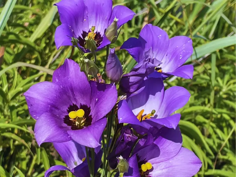 Texas Bluebell Meaning & Symbolism | FlowersLuxe | FlowersLuxe