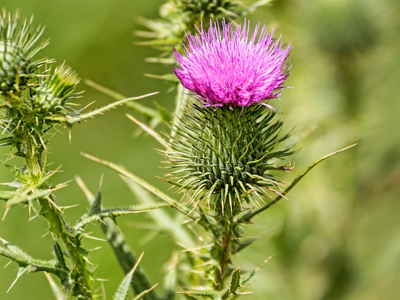 Thistle Meaning & Symbolism | FlowersLuxe | FlowersLuxe
