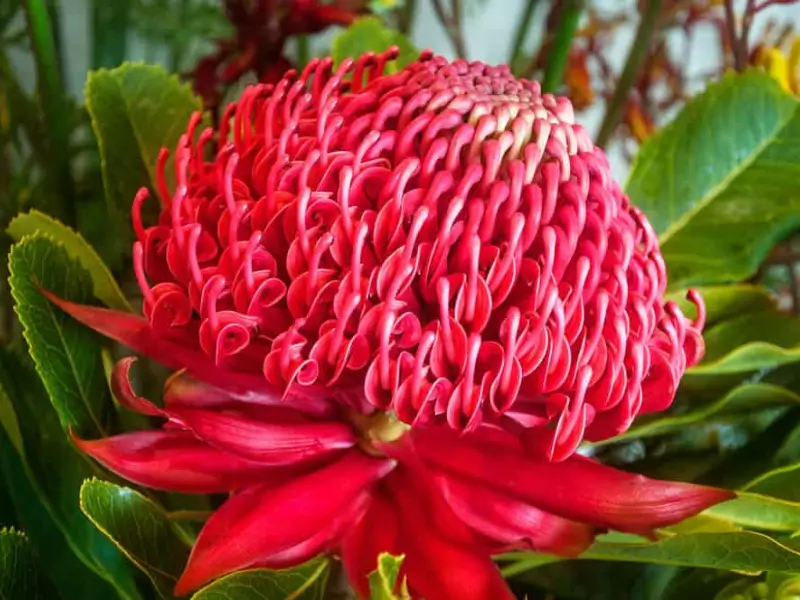 Waratah Meaning & Symbolism | FlowersLuxe | FlowersLuxe