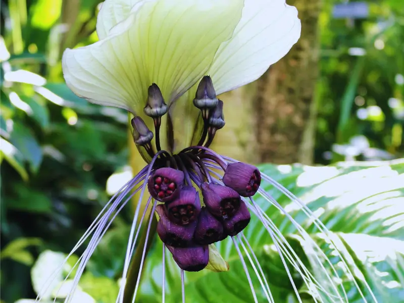 White Bat Orchid Meaning & Symbolism | FlowersLuxe | FlowersLuxe