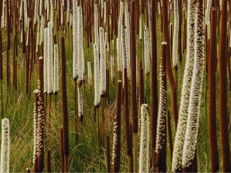 Xanthorrhoea Preissii Meaning & Symbolism | FlowersLuxe | FlowersLuxe