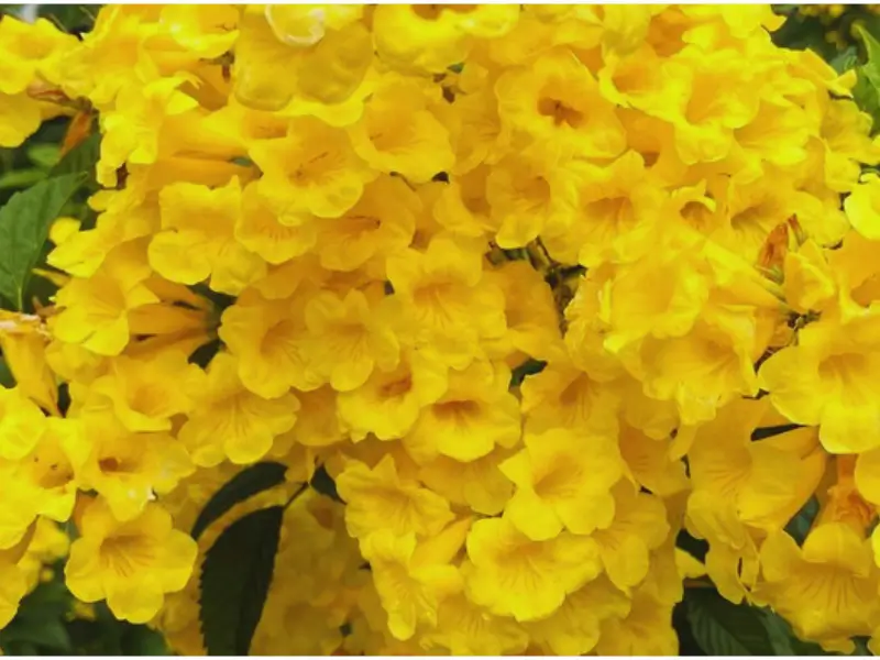 Yellow Bells Esperanza Meaning & Symbolism | FlowersLuxe | FlowersLuxe