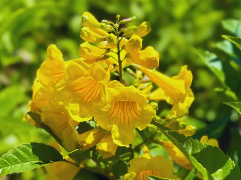 Yellow Bells Meaning & Symbolism | FlowersLuxe | FlowersLuxe