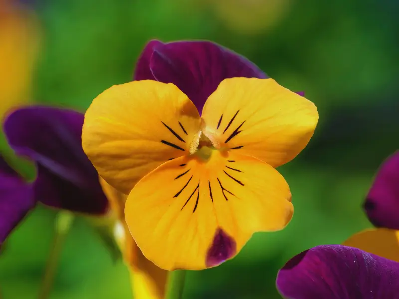 Yellow Horned Violet Meaning & Symbolism | FlowersLuxe | FlowersLuxe