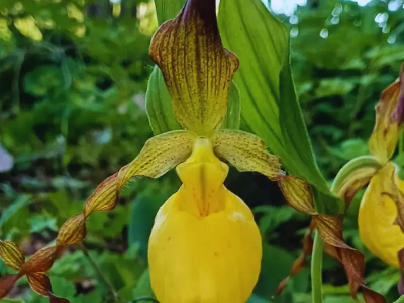 Yellow Lady Slipper Orchid Meaning & Symbolism | FlowersLuxe | FlowersLuxe