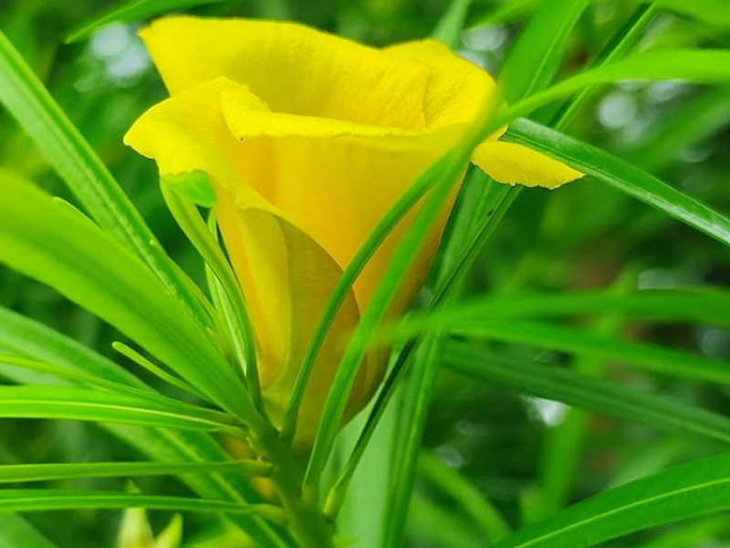 Yellow Oleander Meaning & Symbolism | FlowersLuxe | FlowersLuxe