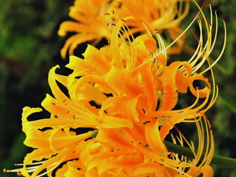 Yellow Spider Flower Meaning & Symbolism | FlowersLuxe | FlowersLuxe