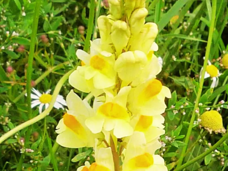 Yellow Toadflax Meaning & Symbolism | FlowersLuxe | FlowersLuxe